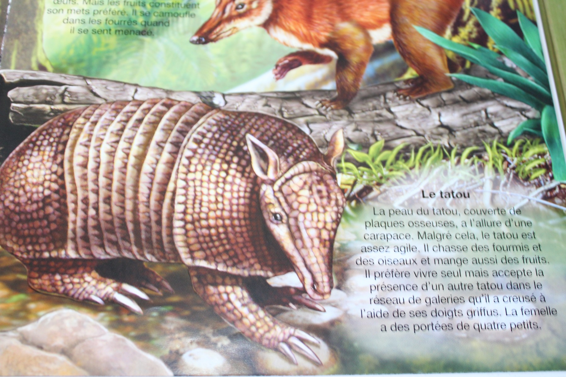 L’Amazonie – liste de lecture – Maman des fauves