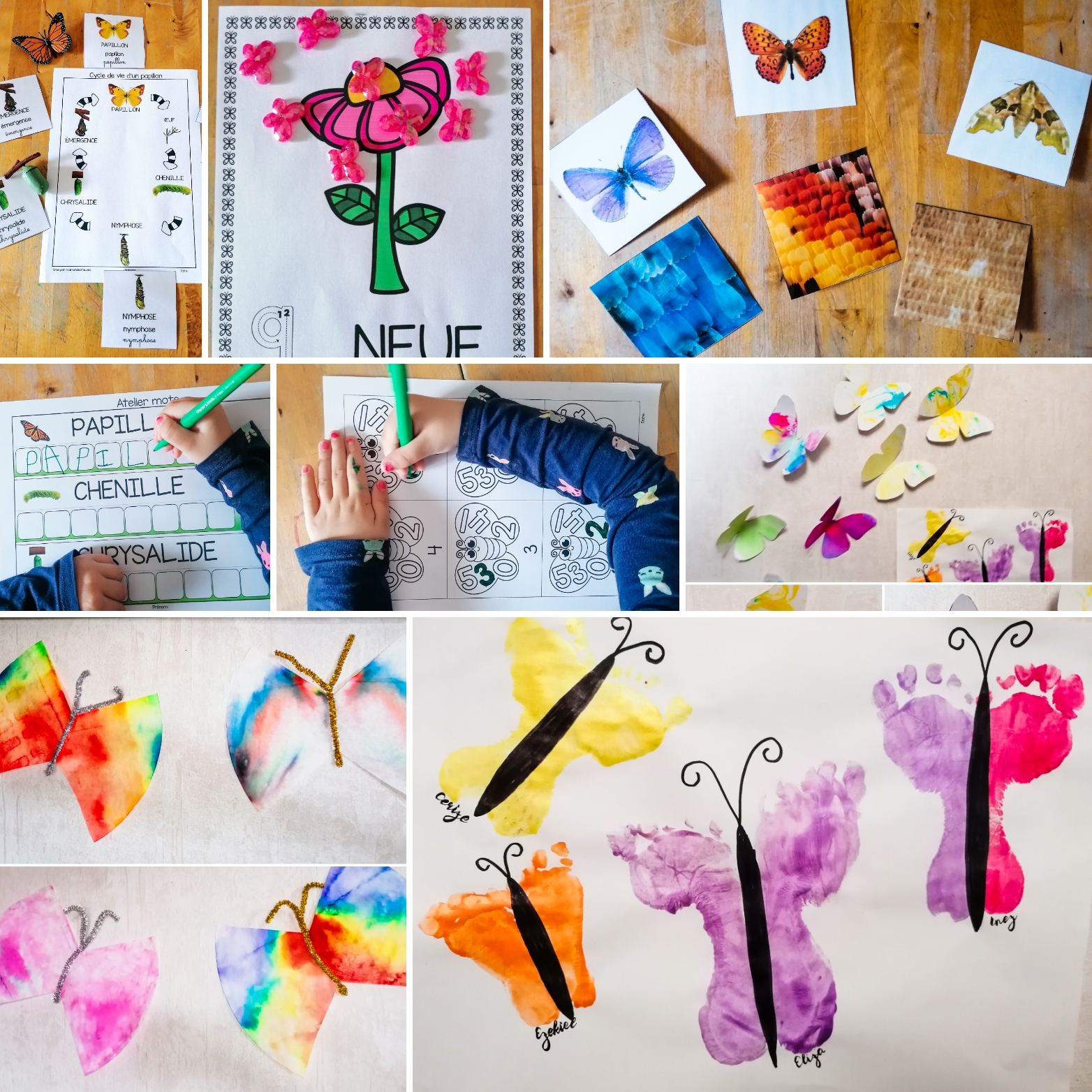 Nos activités autour des papillons – Maman des fauves