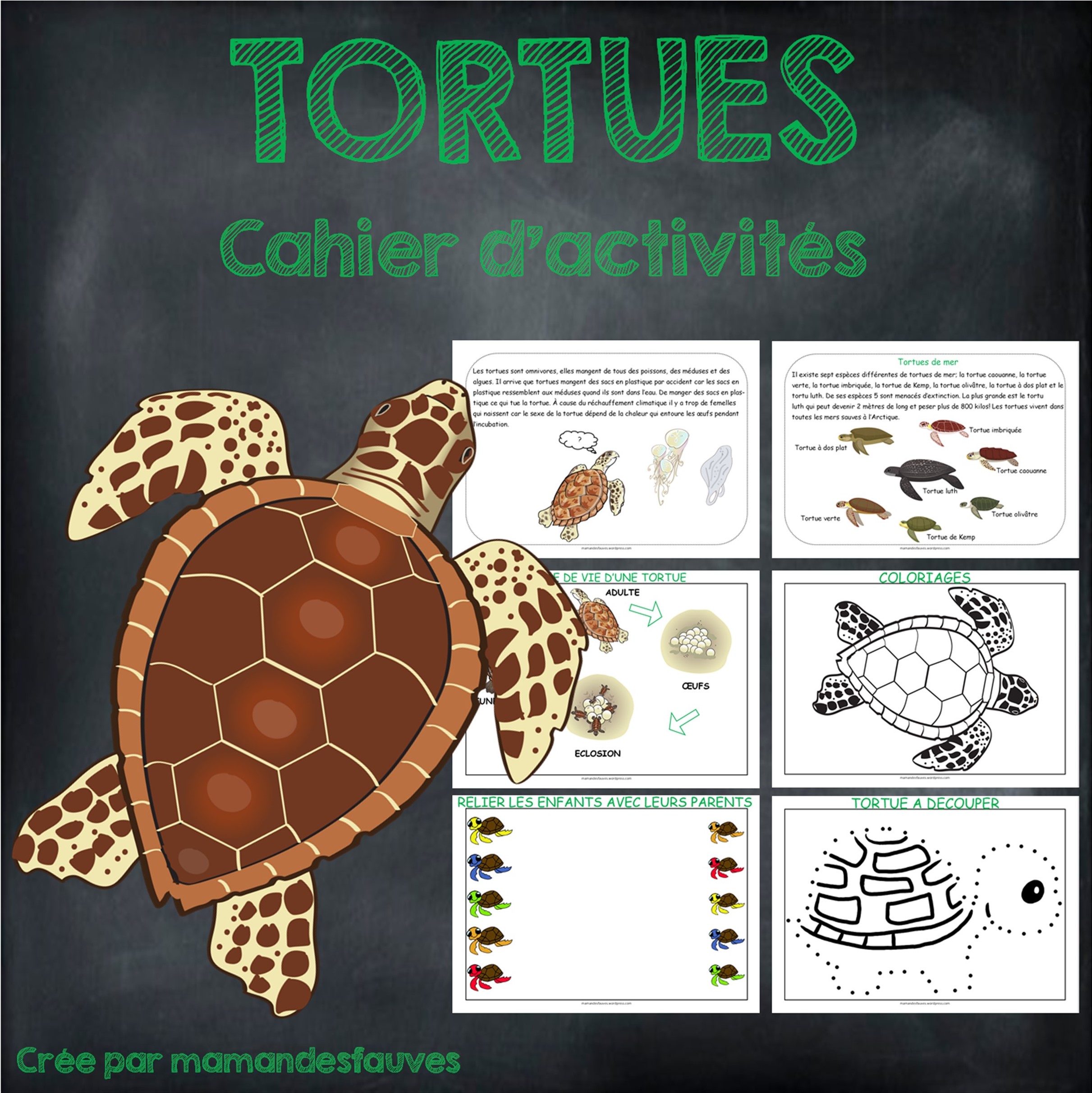 Tortues fiche à imprimer – Maman des fauves